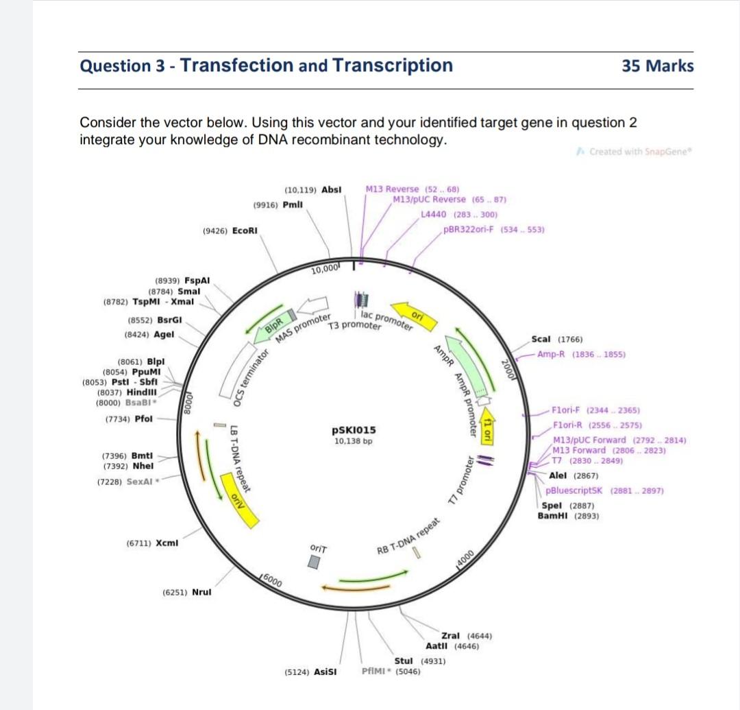 Solved 3.1 In preparation for the transfection experiment, | Chegg.com