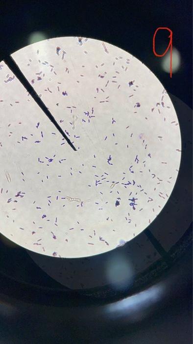 Solved unknown microorganism1) gram staining reaction?2) | Chegg.com