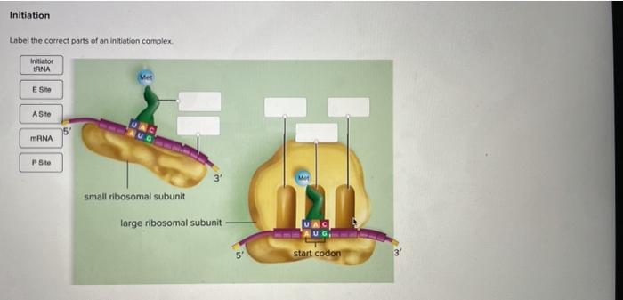 Solved Initiation Label the correct parts of an initiation | Chegg.com