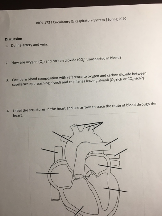 Solved Spring 2020 BIOL 172 1 Circulatory & Respiratory | Chegg.com
