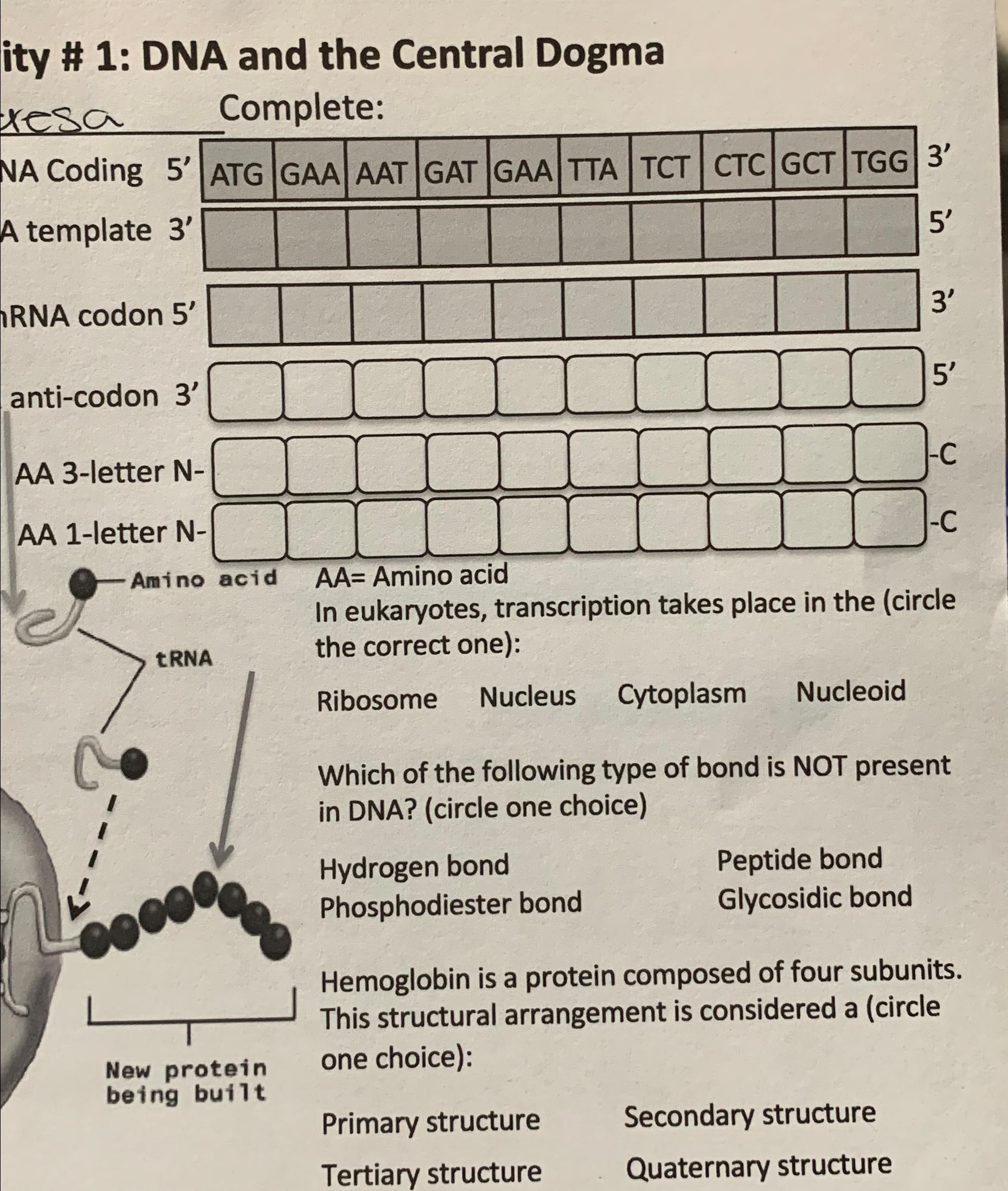 Solved ity # 1: DNA and the Central Dogma | Chegg.com