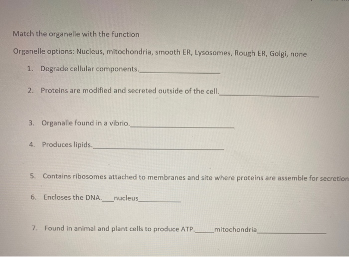 Solved Match the organelle with the function Organelle | Chegg.com