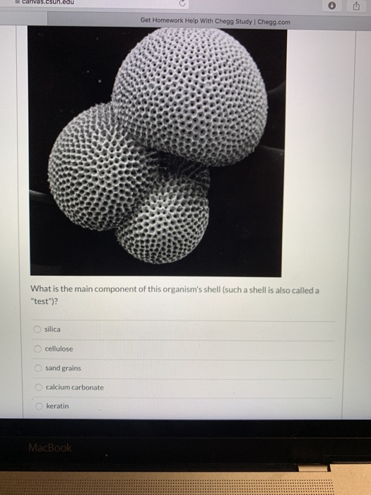 Solved Canvas.csun.edu Get Homework Help With Chegg Study | | Chegg.com