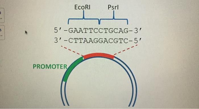 Solved As you know: A sense strand, or coding strand, is the | Chegg.com