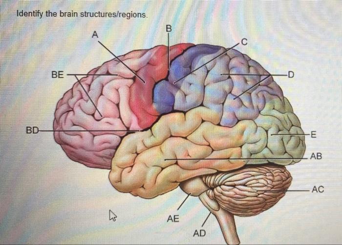 Solved Identify the brain structures/regions B A с BE -D BD | Chegg.com