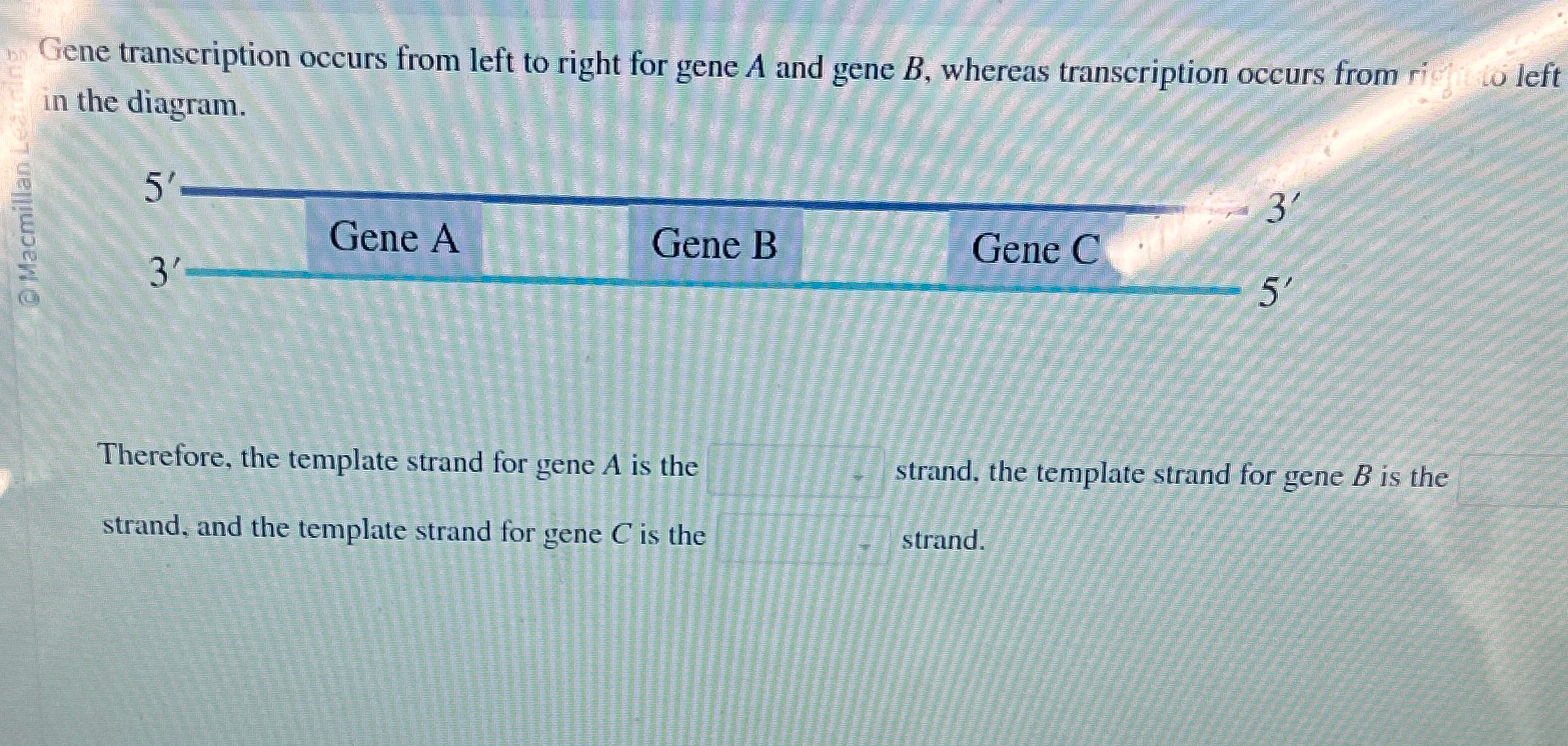 Solved Gene transcription occurs from left to right for gene | Chegg.com