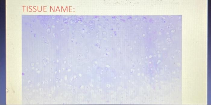 TISSUE NAME: TISSUE NAME: | Chegg.com