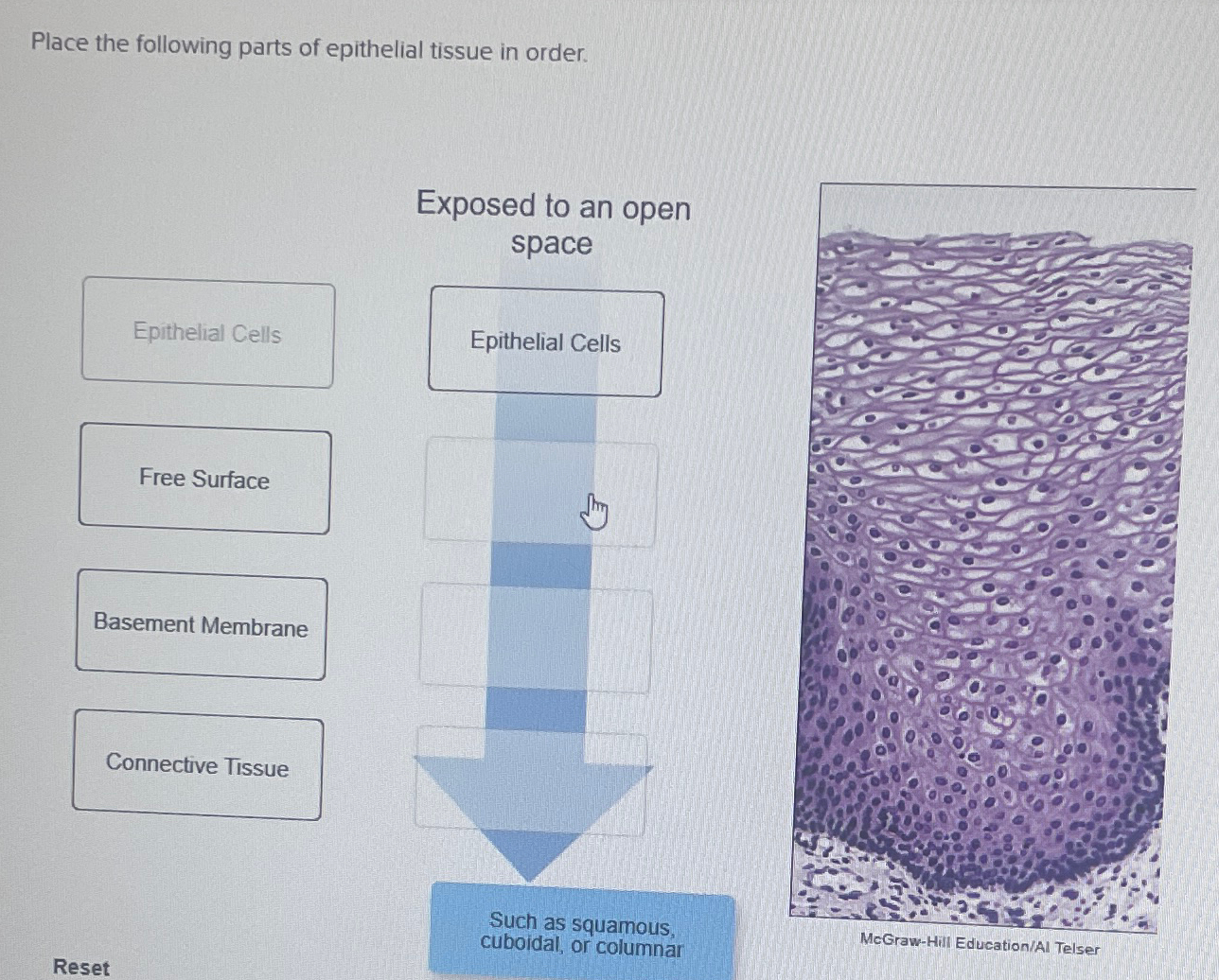 Solved Place the following parts of epithelial tissue in | Chegg.com