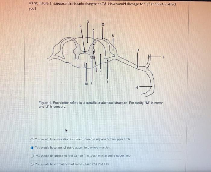 Solved Using Figure 1, suppose this is spinal segment C8. | Chegg.com