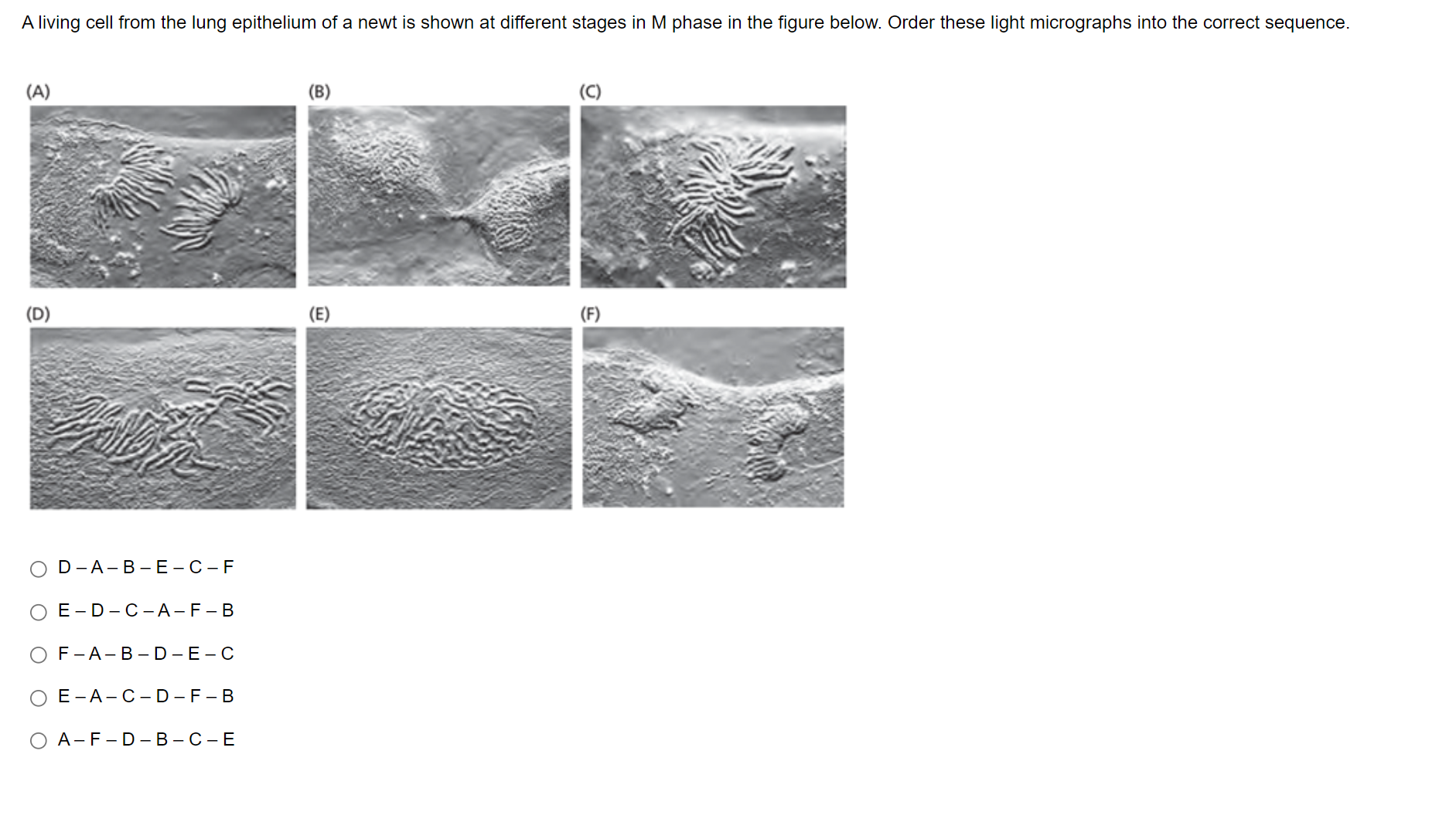 Solved A living cell from the lung epithelium of a newt is | Chegg.com