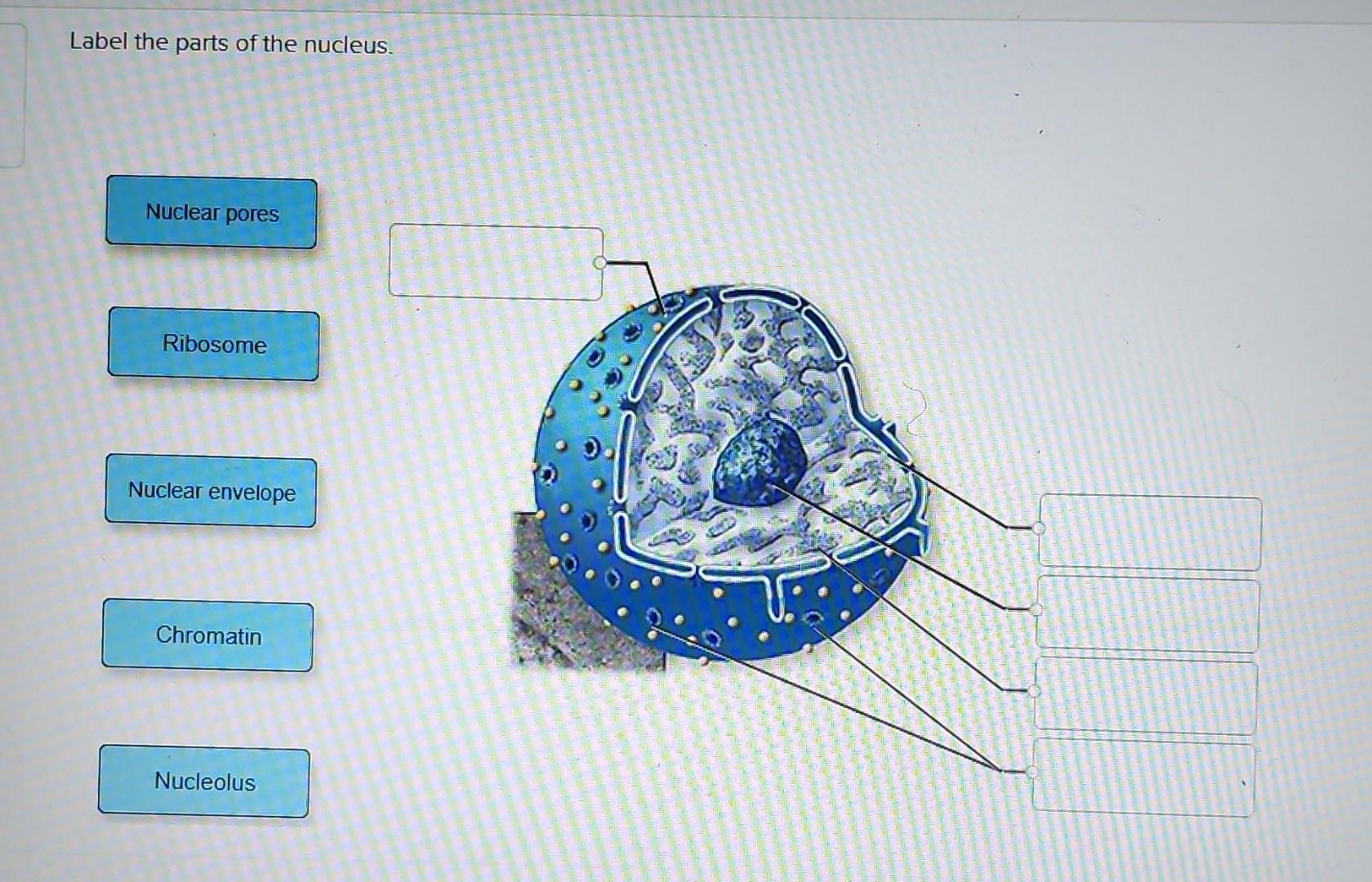 Solved Label the parts of the nucleus. Nuclear pores | Chegg.com