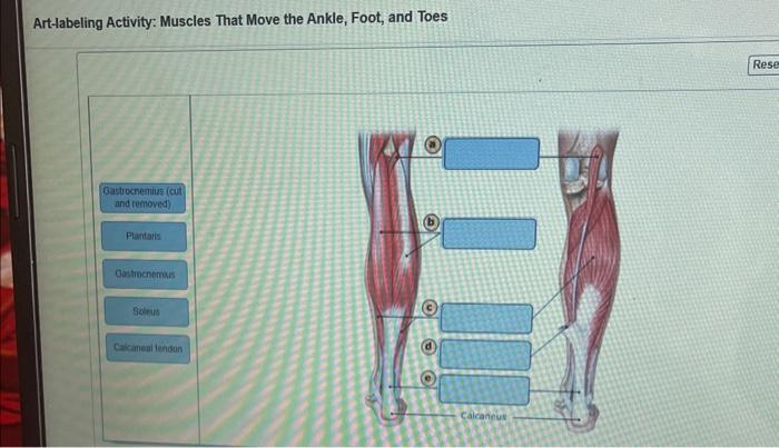 Solved Art-labeling Activity: Muscles That Move the Ankle, | Chegg.com