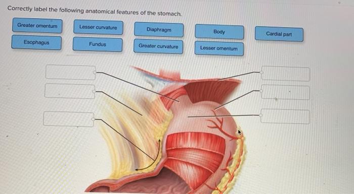 Solved Correctly label the following anatomical features of | Chegg.com