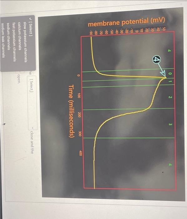 Solved Time (milliseconds) At the point indicated by " 4 ", | Chegg.com