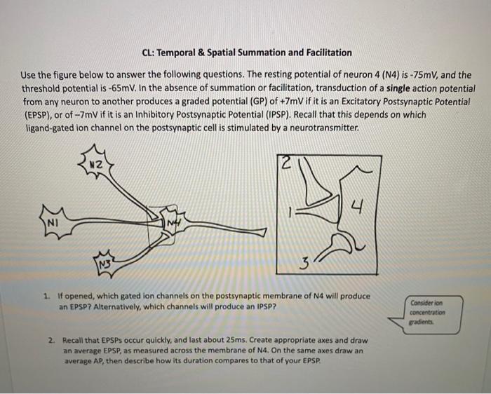 CL: Temporal & Spatial Summation and Facilitation Use | Chegg.com