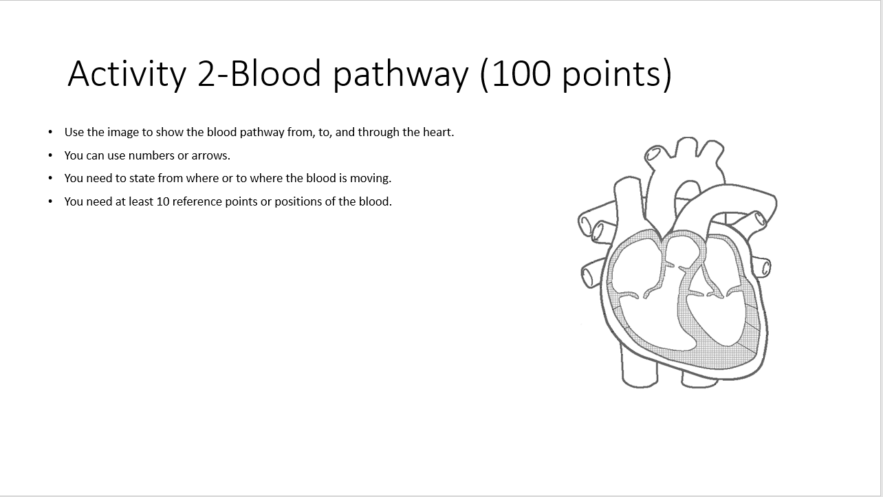 Solved Activity 2-Blood pathway (100 ﻿points)Use the image | Chegg.com