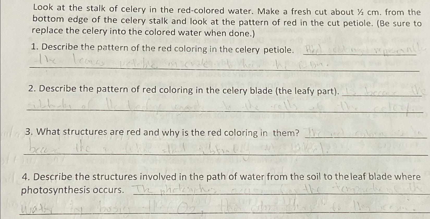 Solved Look at the stalk of celery in the red-colored water. | Chegg.com