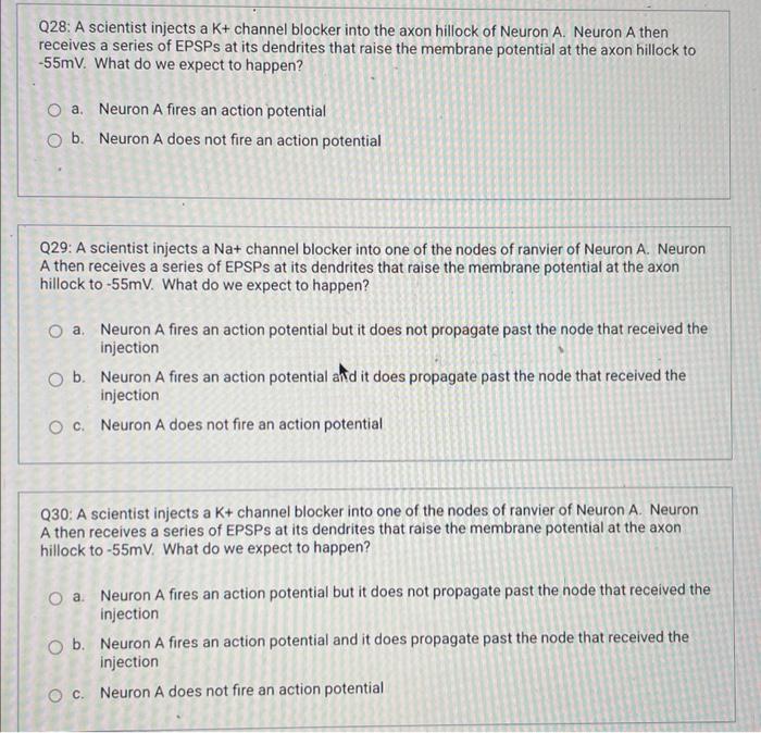 Solved Q28: A scientist injects a K+ channel blocker into | Chegg.com