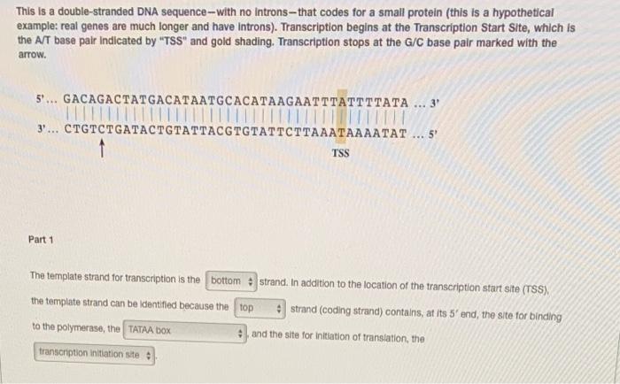 Solved This is a double-stranded DNA sequence--with no | Chegg.com