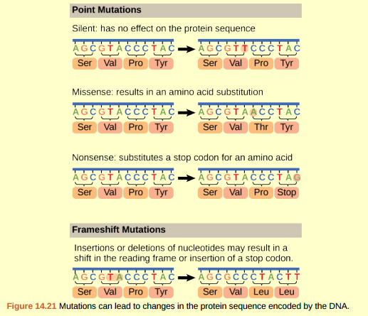 Solved: Figure 14.21 A frameshift mutation that results in the ins ...