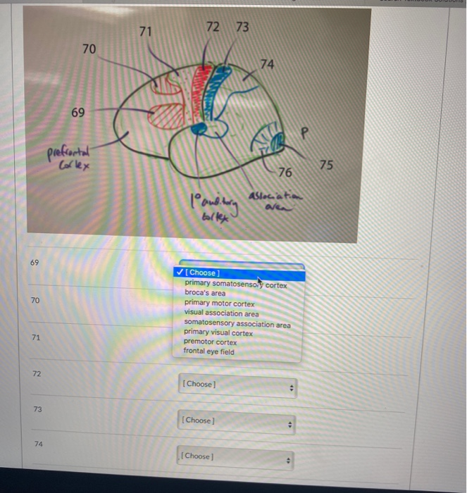 Solved 71 72 73 70 74 69 prefrontal Corlex 75 76 1 and bary | Chegg.com