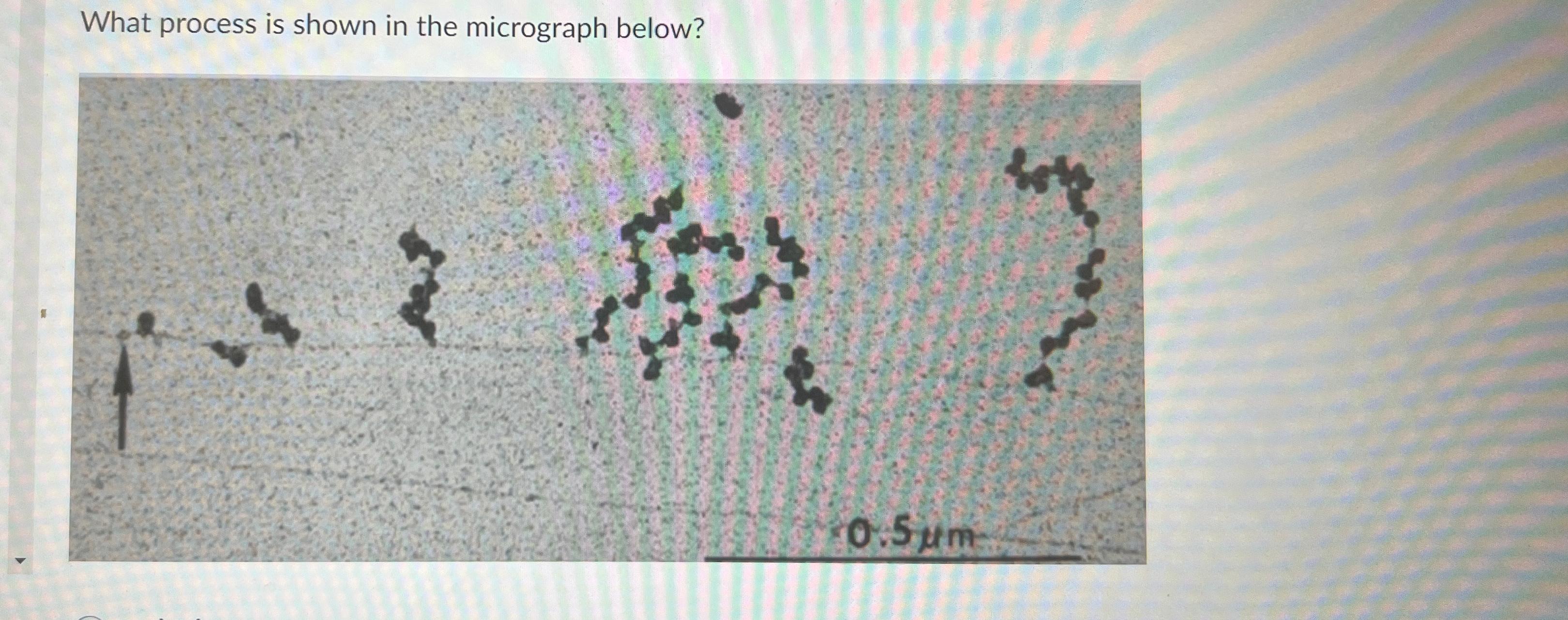 Solved What process is shown in the micrograph below? | Chegg.com