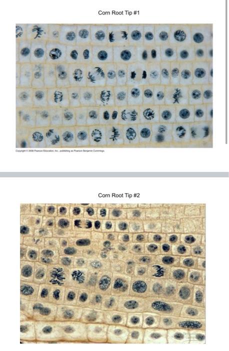 Root Sample 1 Root Sample 2 Corn Root Tip \#1 Corn | Chegg.com