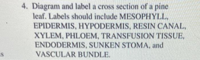 Solved LEAVES CROSS SECTION OF A LILAC (SYRINGA) LEAF | Chegg.com