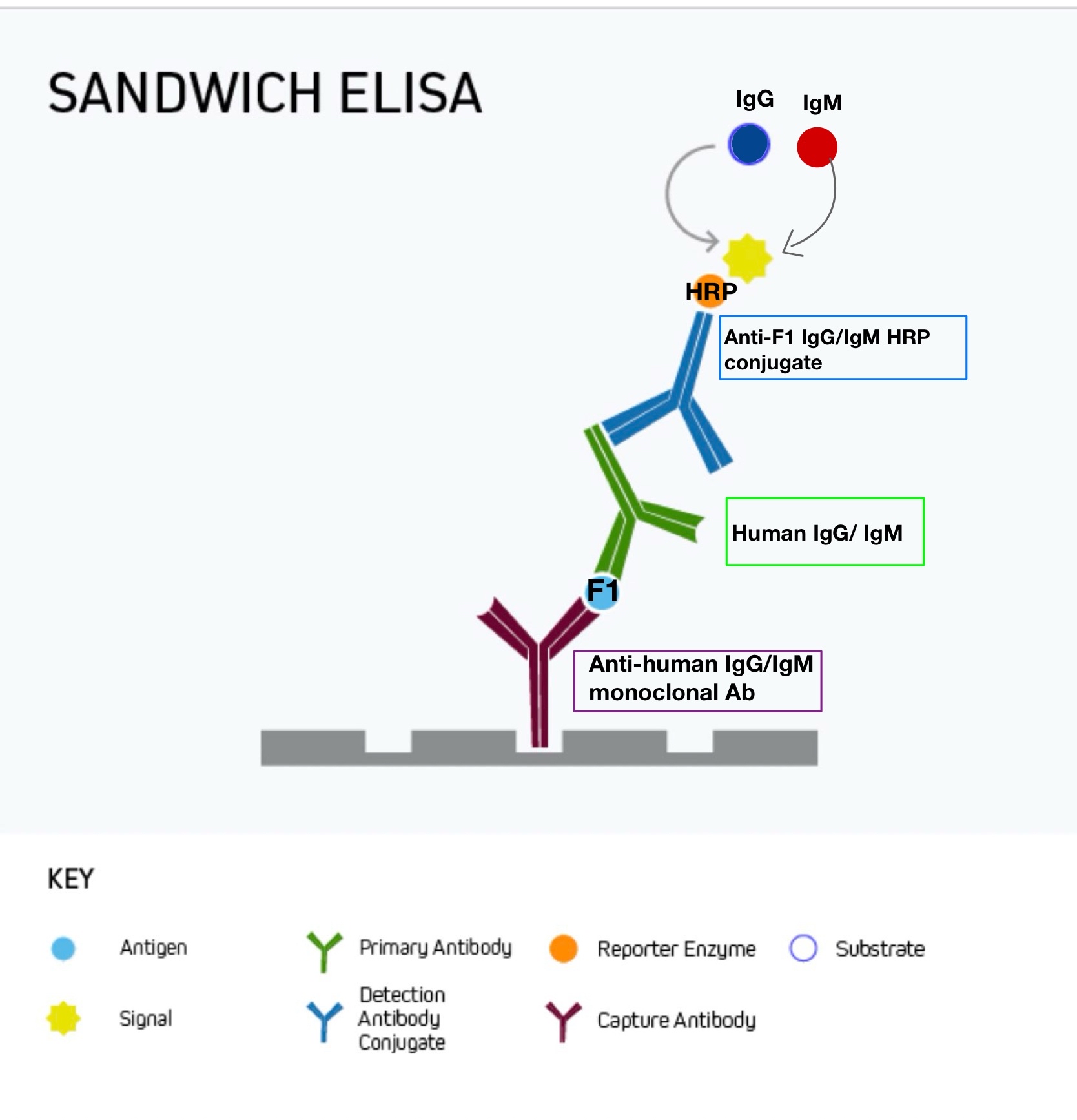 Solved Does the following sandwhich Elisa makes sense in | Chegg.com