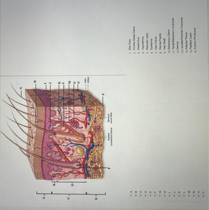 Solved 1. A 1. Skin Pore 2. Ecorine Sweat Giand 3. Sweat | Chegg.com