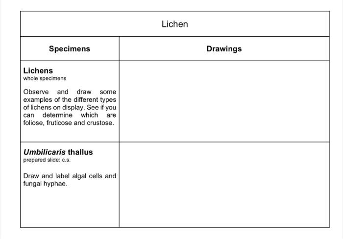 Solved Lichen Specimens Drawings Lichens whole specimens | Chegg.com