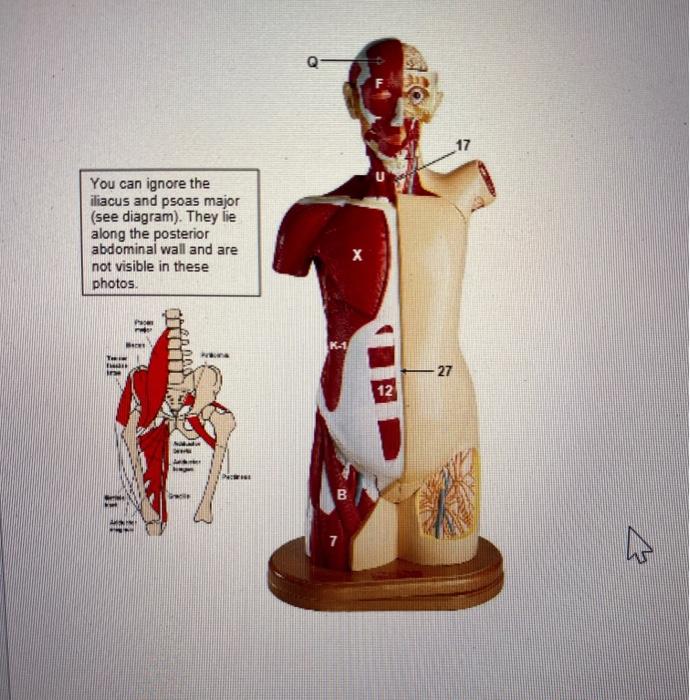 Solved PART II: IDENTIFYING MUSCLES AND ASSOCIATED | Chegg.com