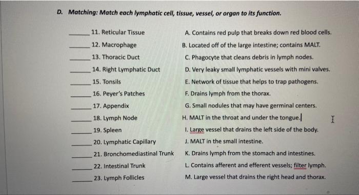 Solved match each lymphatic cell, tissue, vessel, or organ | Chegg.com