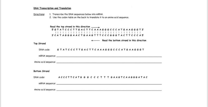 Solved DNA Transcription and Translation Directions | Chegg.com