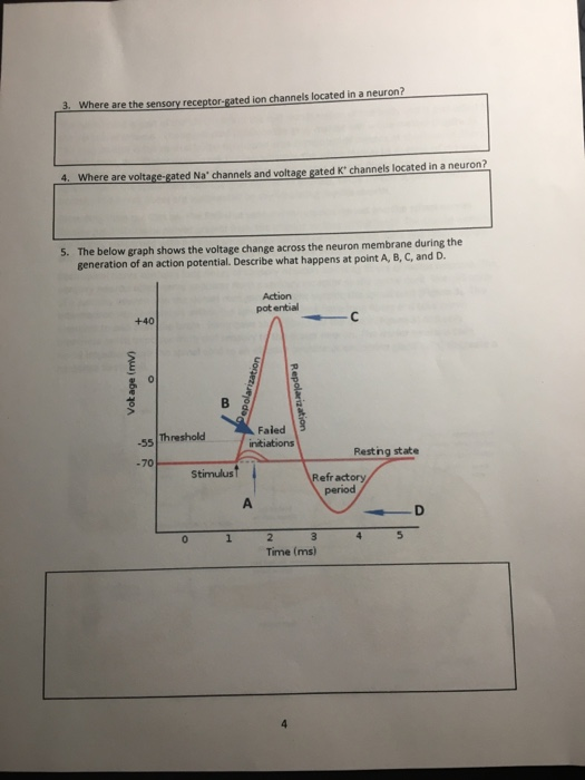 Solved 3. Where are the sensory receptor-gated lon channels | Chegg.com