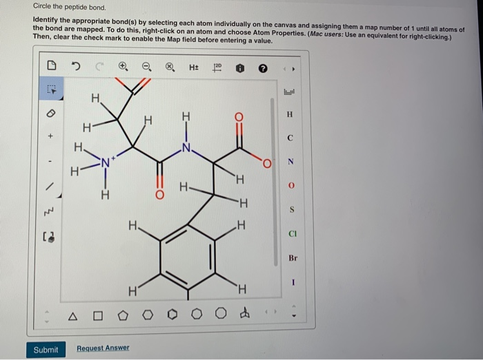 Circle the peptide bond. Identify the appropriate | Chegg.com