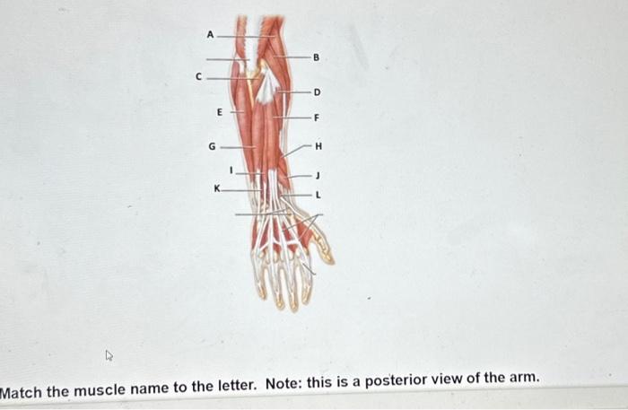 Solved Match the muscle name to the letter. Note: this is a | Chegg.com