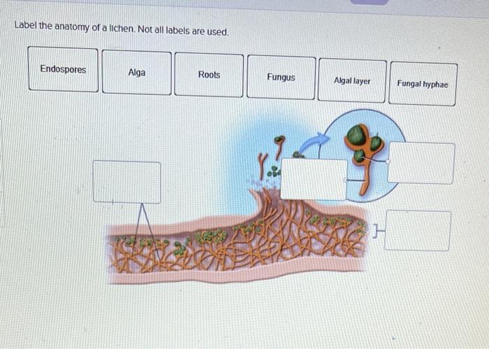 Solved Label the anatomy of a lichen. Not all labels are | Chegg.com