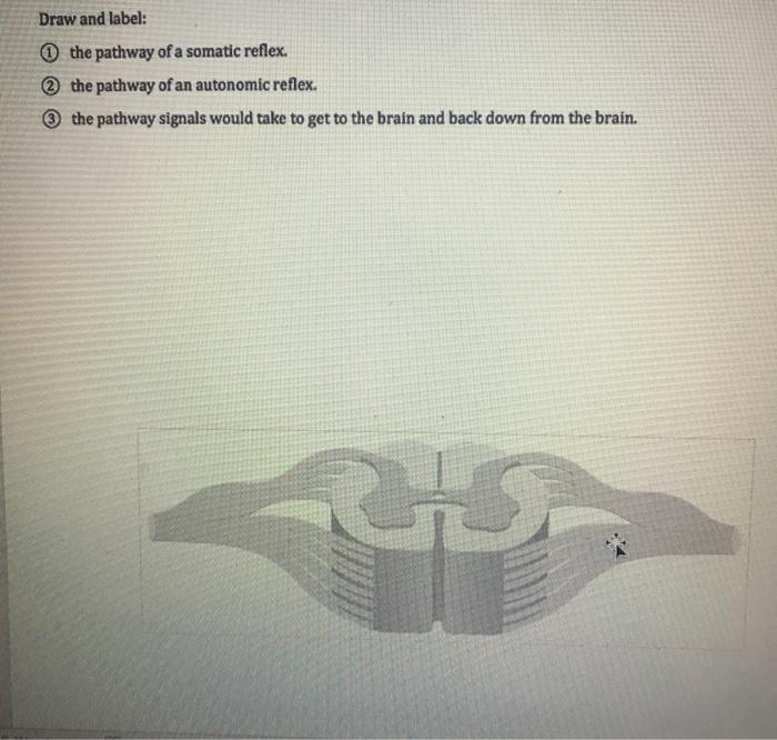 Solved Draw and label: the pathway of a somatic reflex. the | Chegg.com