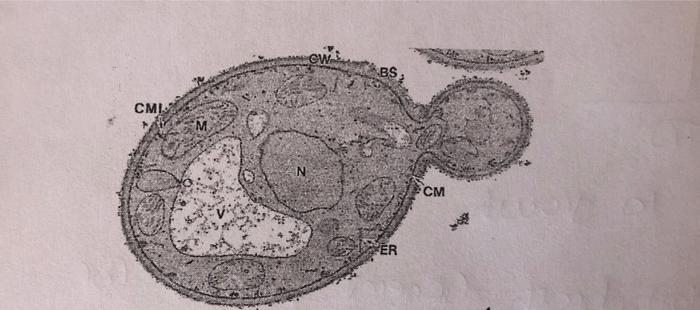 Solved 1. Label the following diagrams and describe the | Chegg.com