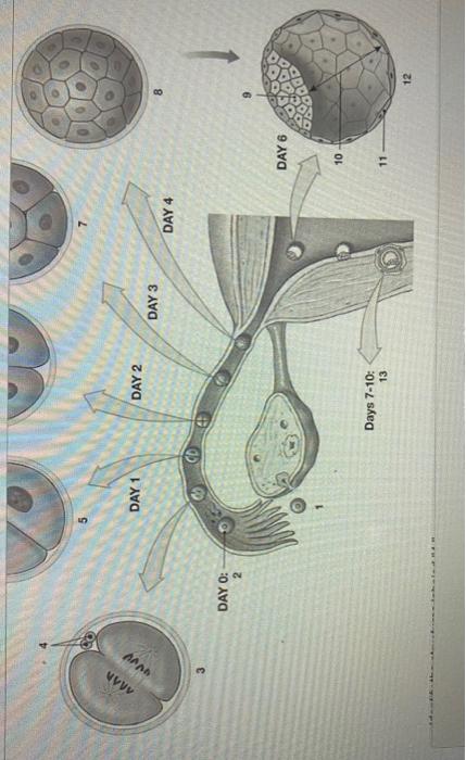 Solved Identify the structures laneneu a A. polar bodies | Chegg.com