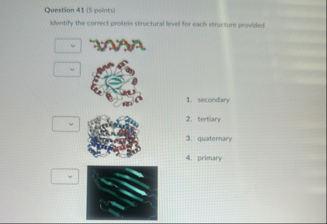 Solved Question 41 (5 ﻿points)Identify the correct protein | Chegg.com