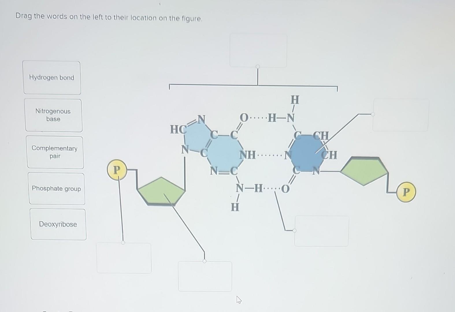 Solved Drag the words on the left to their location on the | Chegg.com