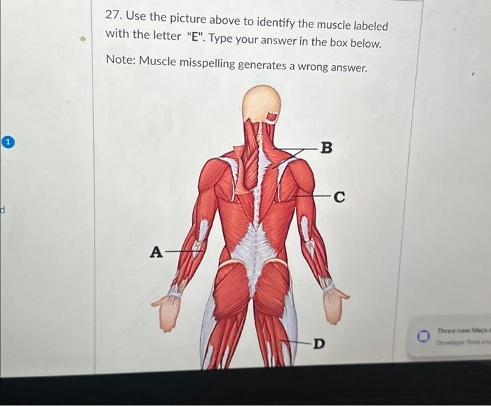 27. Use the picture above to identify the muscle | Chegg.com