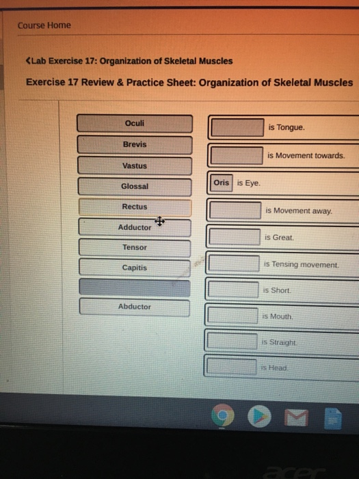 Solved Course Home Muscular System > Lab Practical > | Chegg.com