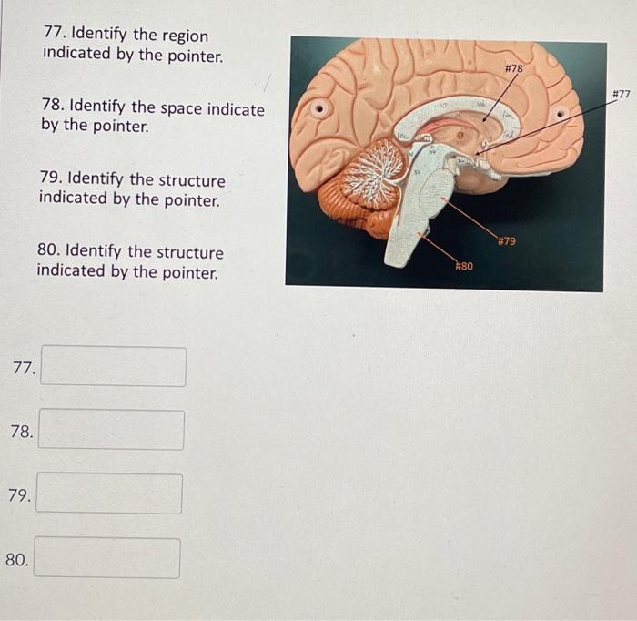 Solved 77. Identify the region indicated by the pointer. #78 | Chegg.com
