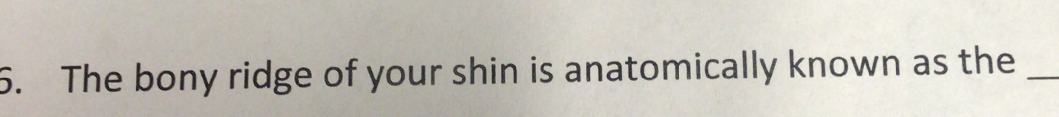 Solved The bony ridge of your shin is anatomically known as | Chegg.com