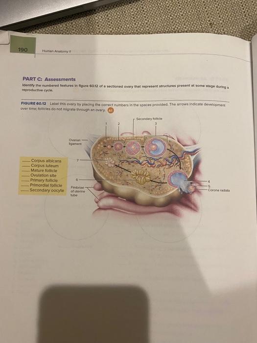 Solved PART C: Assessments Identify the numbered festures in | Chegg.com