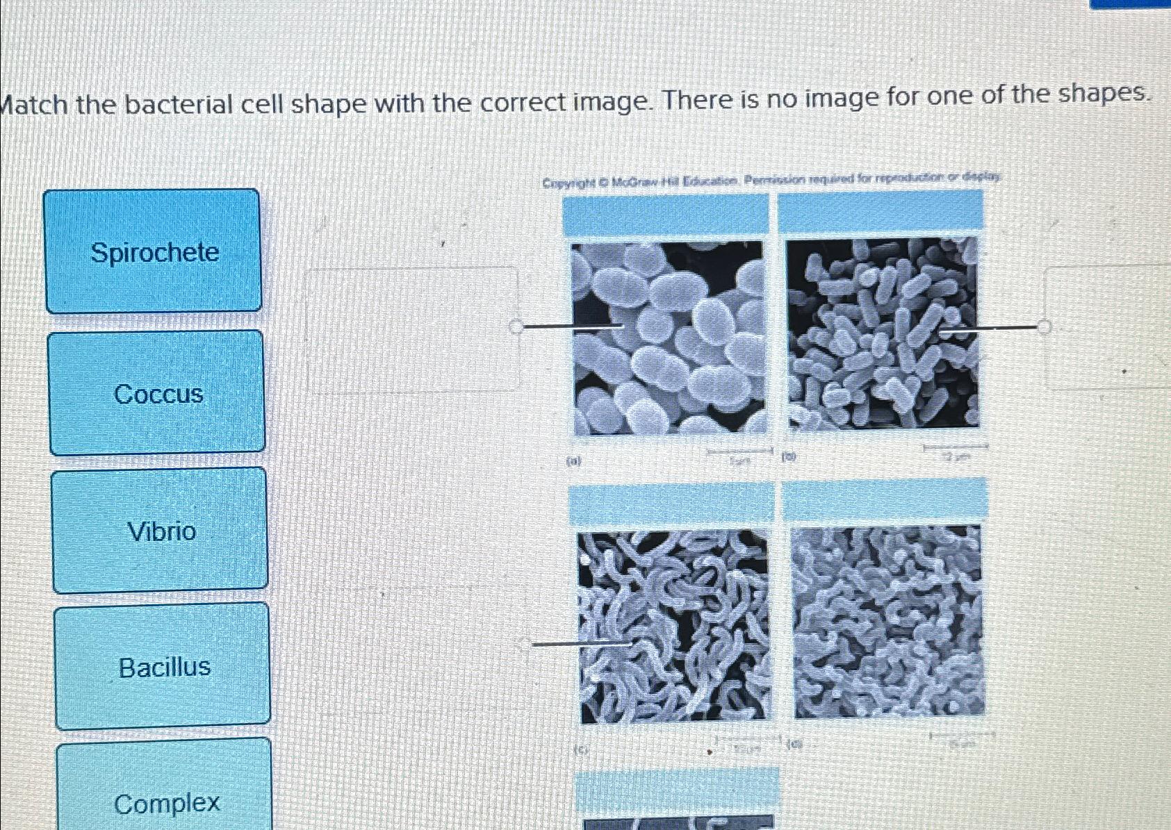 Solved Match the bacterial cell shape with the correct | Chegg.com