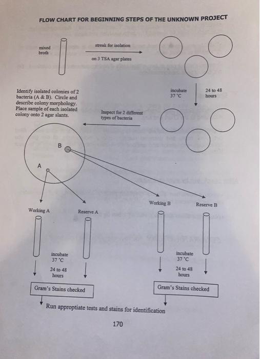 Solved using the bacteria key help me interpreting/ | Chegg.com